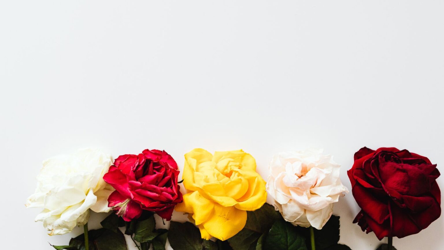 Coral Rose Varieties: Beautiful Colors and Garden Ideas - Rapidhomedirect