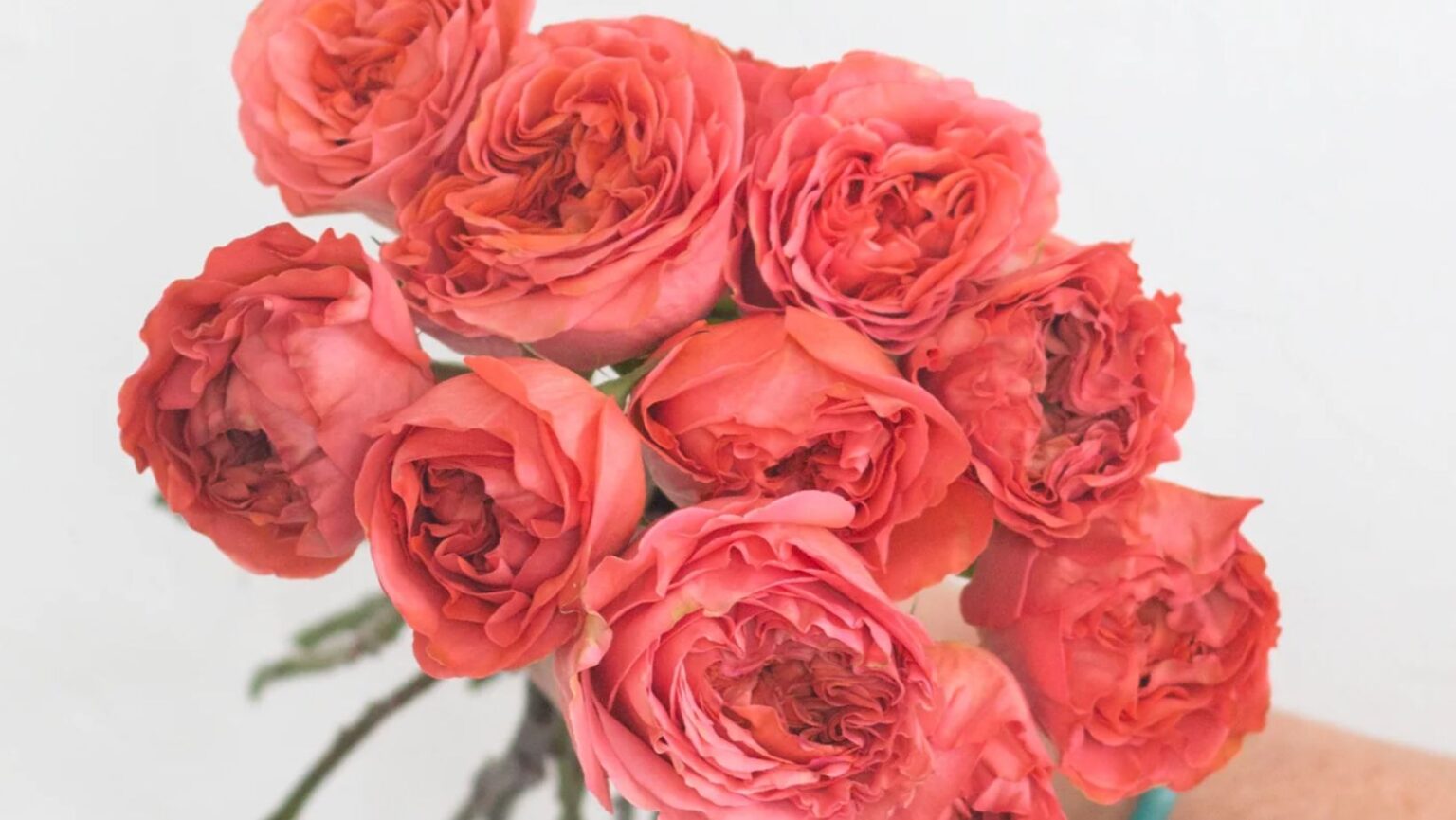 Coral Rose Varieties: Beautiful Colors and Garden Ideas - Rapidhomedirect
